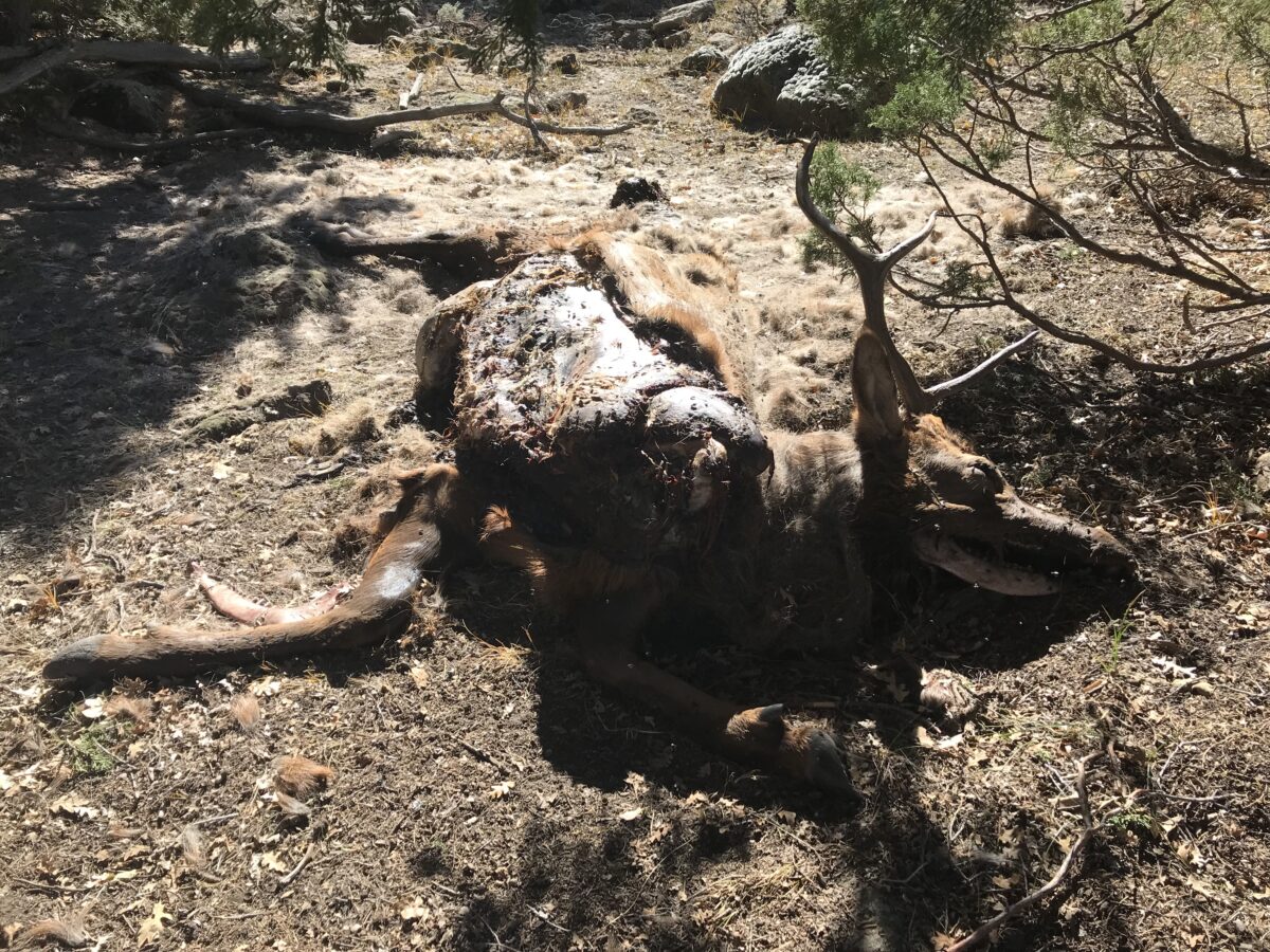 DWR seeking information after 2 bull elk killed, left to waste in ...